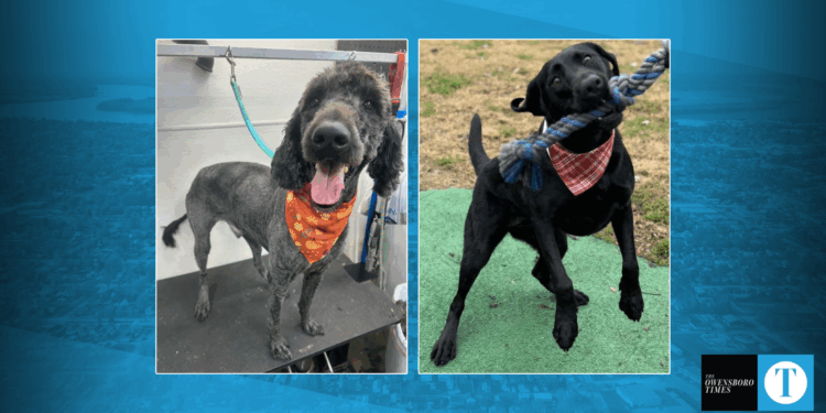 Merkel joins German American Bank as Southwest Senior Regional ...