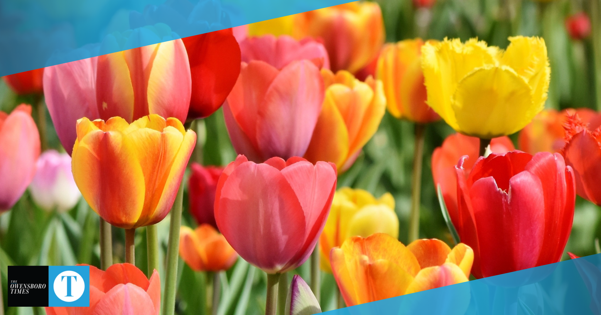 Trunnell’s Farm set to bloom with inaugural Tulip Festival this spring ...